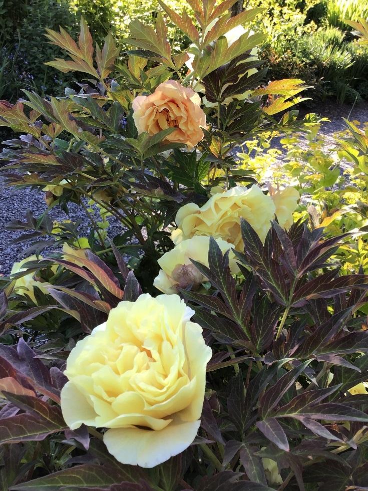 Peonies With Nice Fading in the Peonies forum - Garden.org