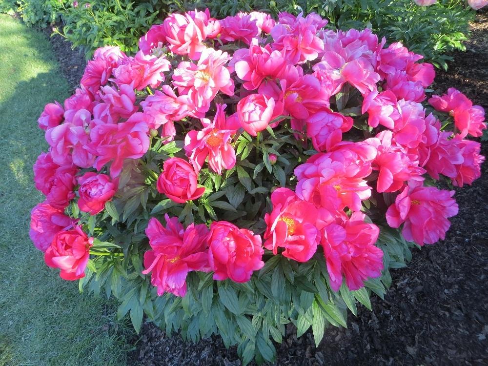 Peonies With Nice Fading in the Peonies forum - Garden.org