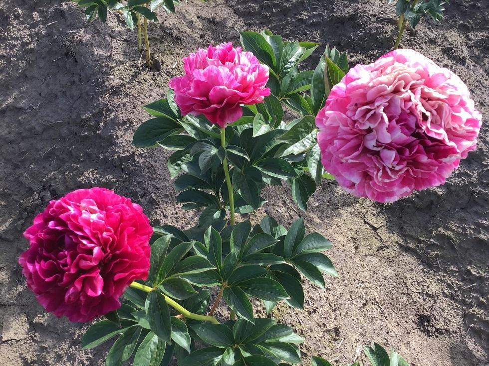Peonies With Nice Fading in the Peonies forum - Garden.org