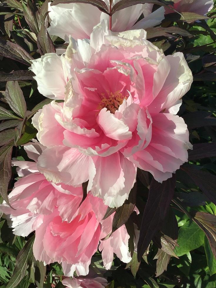 Peonies With Nice Fading in the Peonies forum - Garden.org