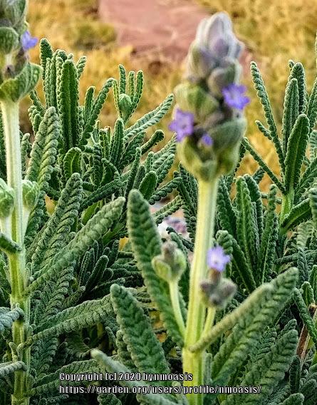 Lavenders: Plant Care and Collection of Varieties - Garden.org