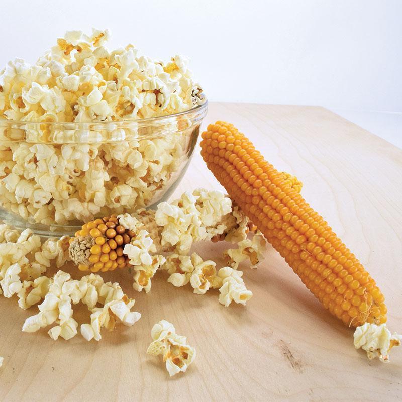 Popcorn (Zea mays subsp. mays 'Top Pop') in the Corn Database - Garden.org