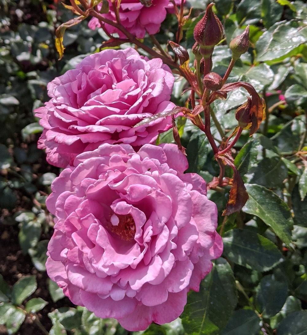 Rose (Rosa 'Simply Marvelous!') in the Roses Database - Garden.org