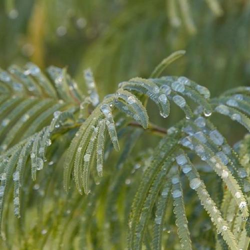 Desert Fern (Lysiloma watsonii) - Garden.org