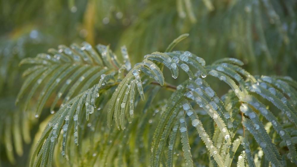 Desert Fern (Lysiloma watsonii) - Garden.org