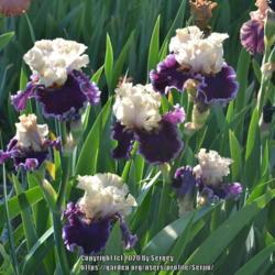 Tall Bearded Iris (Iris 'Astrobubbles') in the Irises Database - Garden.org