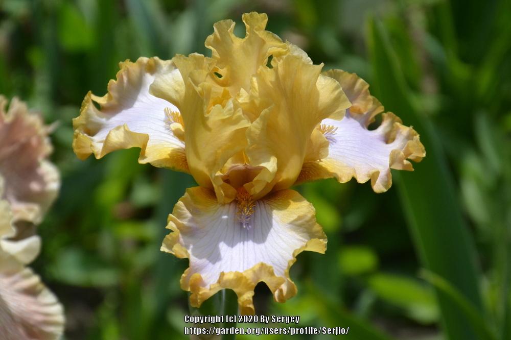 Tall Bearded Iris (Iris 'Alpha Project') in the Irises Database ...