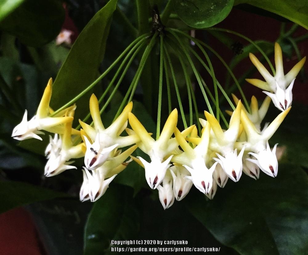 Photo of the bloom of Shooting Star Hoya (Hoya multiflora) posted by ...