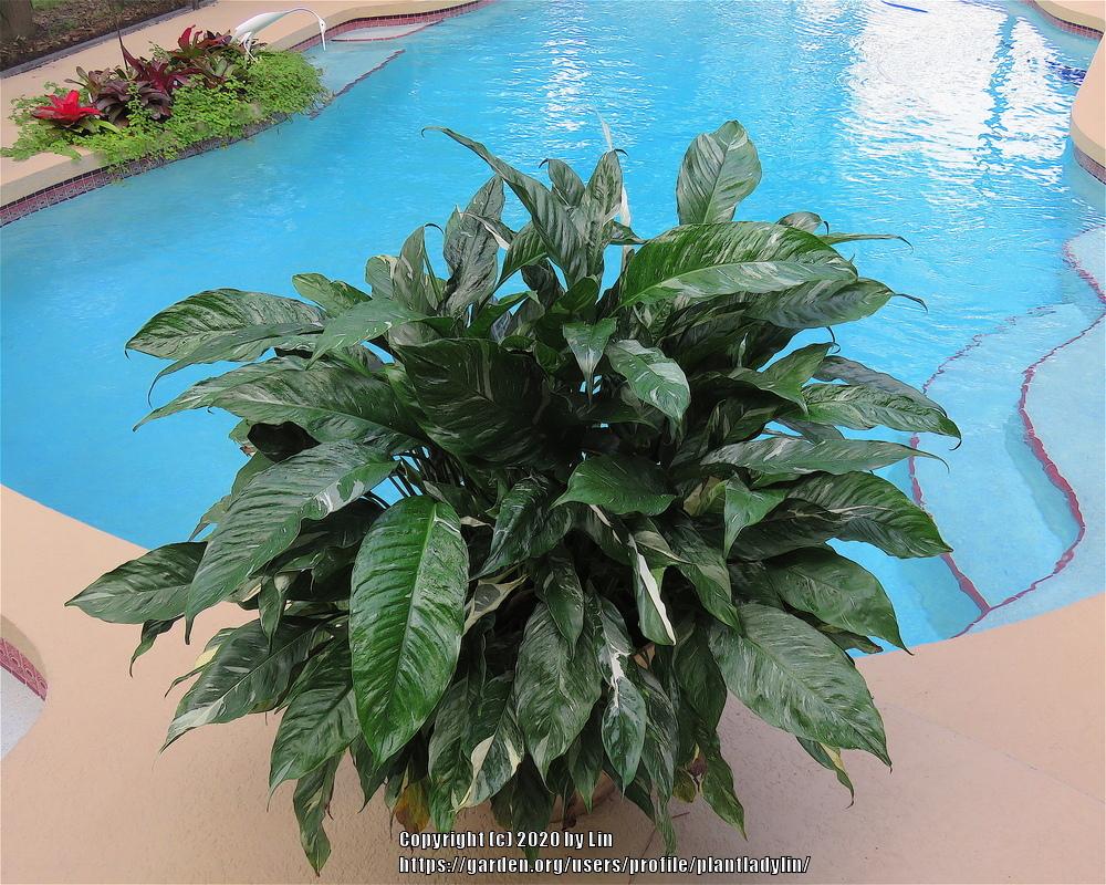 Peace Lilies: Plant Care and Collection of Varieties - Garden.org