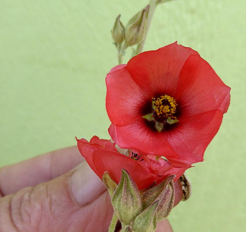 Globe Mallow (Sphaeralcea 'Newleaze Coral') - Garden.org