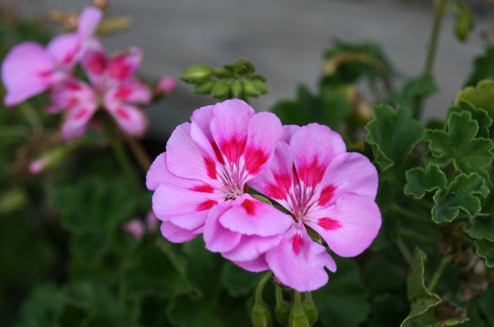Pelargoniums: Plant Care and Collection of Varieties - Garden.org