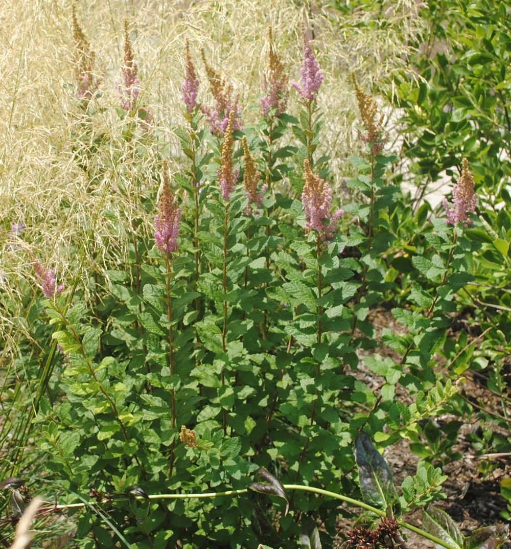 Steeplebush (Spiraea tomentosa) in the Spiraeas Database - Garden.org