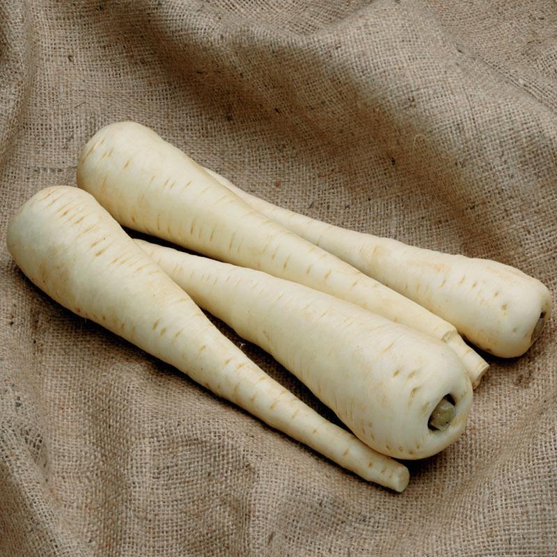 Parsnips: Plant Care and Collection of Varieties - Garden.org
