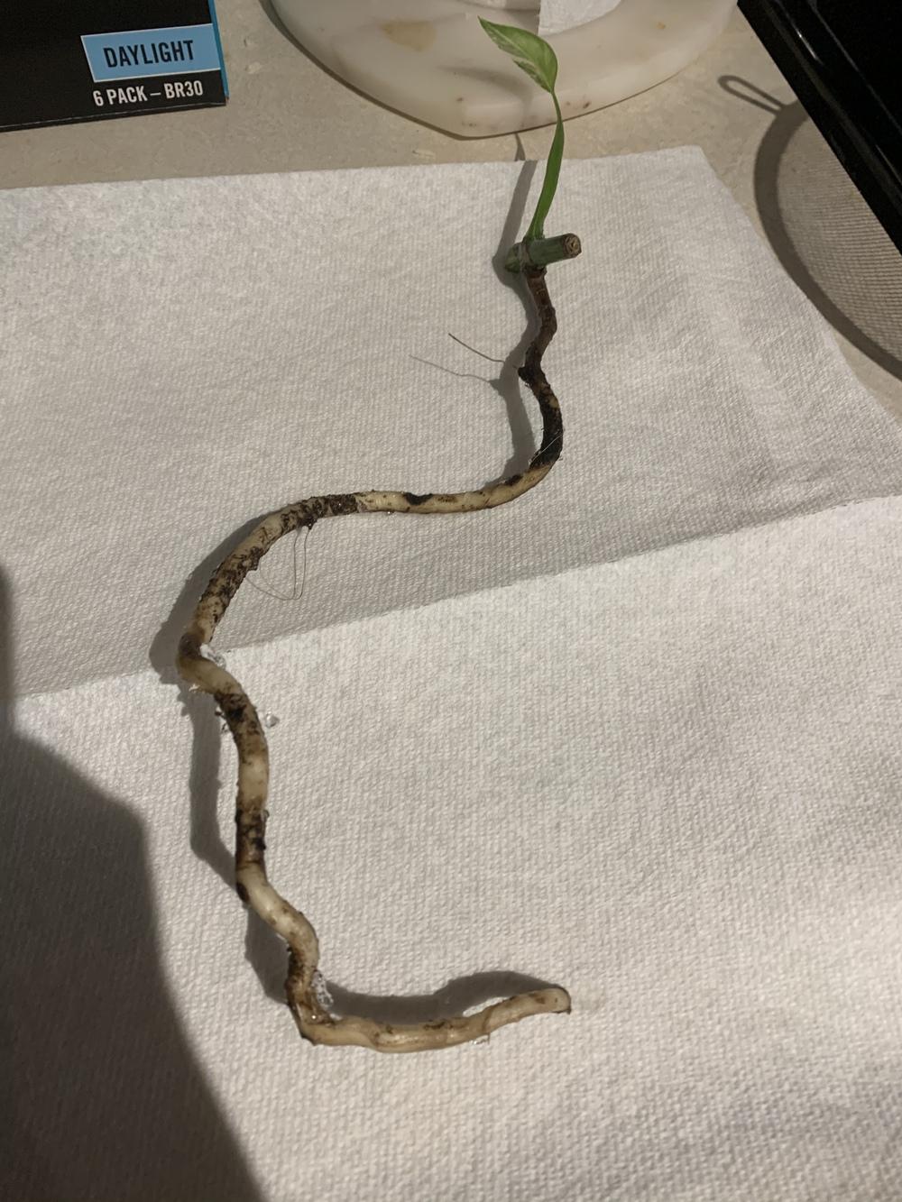 Monstera Albo Root Rot? in the Propagation forum - Garden.org