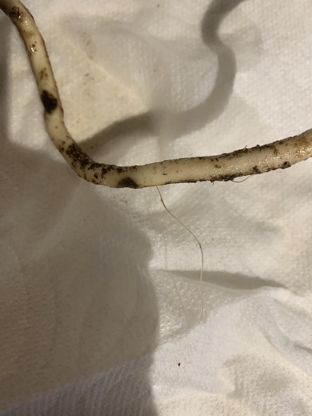 Monstera Albo Root Rot? in the Propagation forum - Garden.org