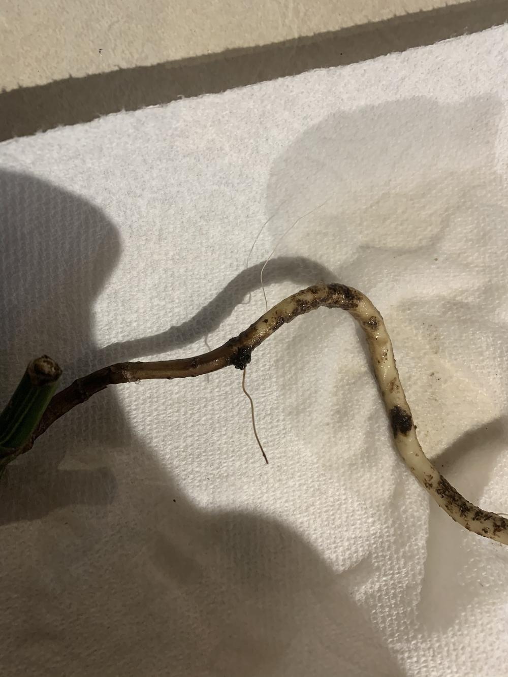 Monstera Albo Root Rot? in the Propagation forum - Garden.org