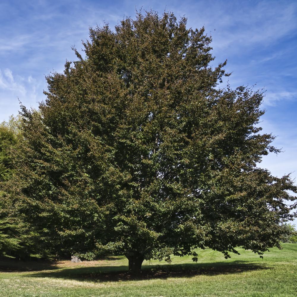 European Beech (Fagus sylvatica 'Rohanii') - Garden.org
