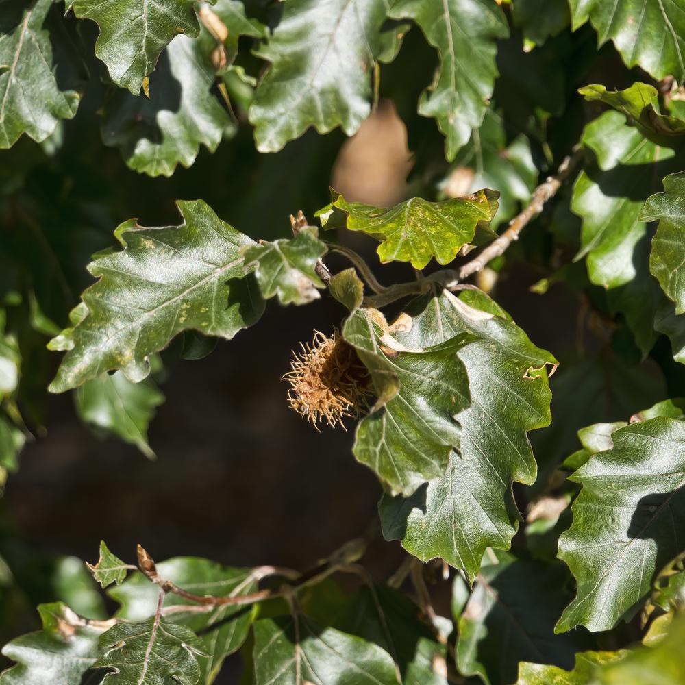 Photo of the leaves of European Beech (Fagus sylvatica 'Rohanii') posted by arctangent - Garden.org