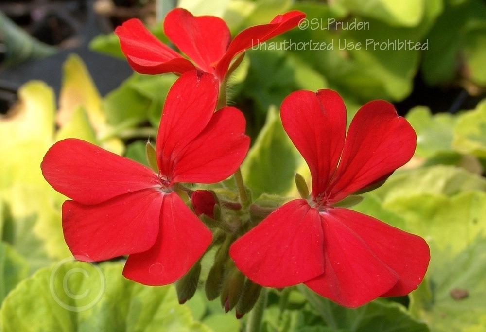 Photo of the bloom of Zonal Geranium (Pelargonium x hortorum 'Crystal ...