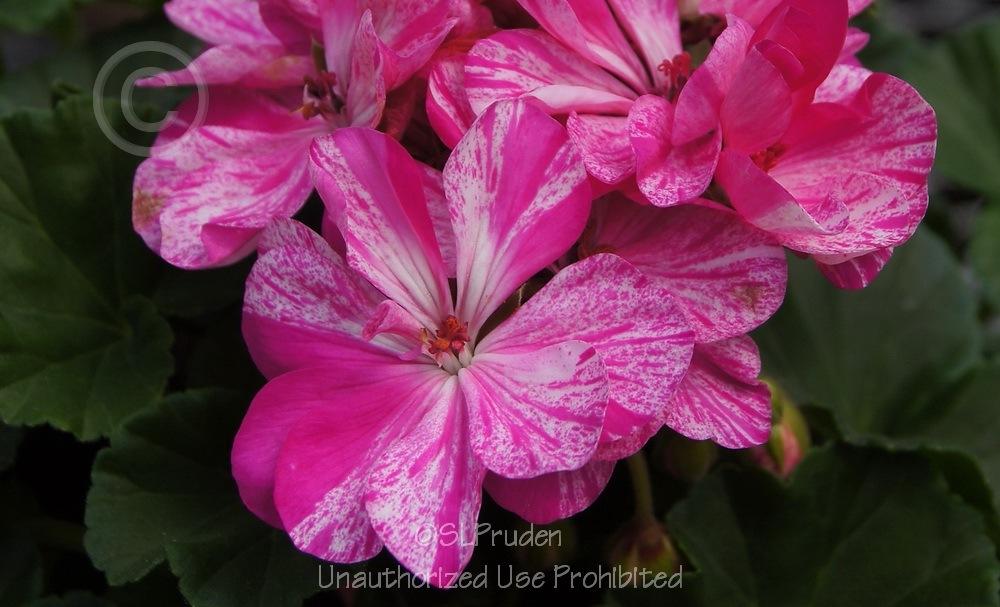 Zonal Geranium (Pelargonium x hortorum Fantasia® Raspberry Twizzle) in ...