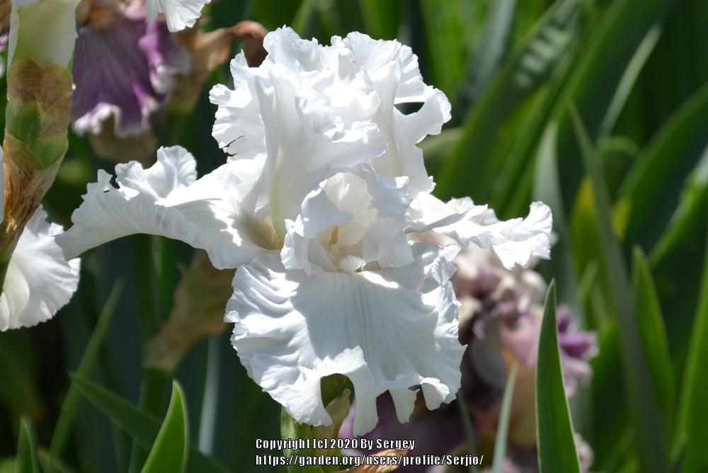 Photo of the bloom of Tall Bearded Iris (Iris 'Battlestar Atlantis') posted by Serjio - Garden.org
