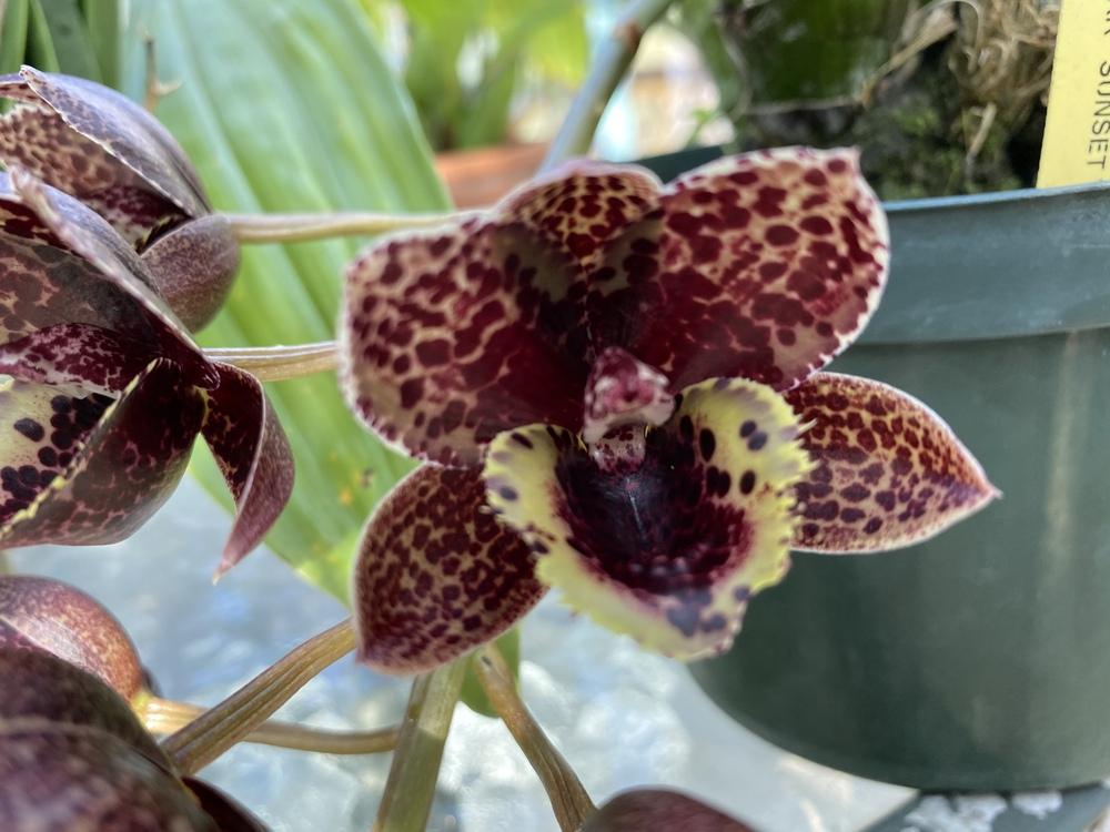 Our Orchid blooms in November 2020 in the Orchids forum - Garden.org