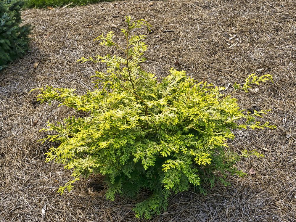 Golden Hinoki Cypress (Chamaecyparis obtusa 'Crippsii') - Garden.org