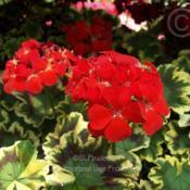Photo of the entire plant of Zonal Geranium (Pelargonium x hortorum ...