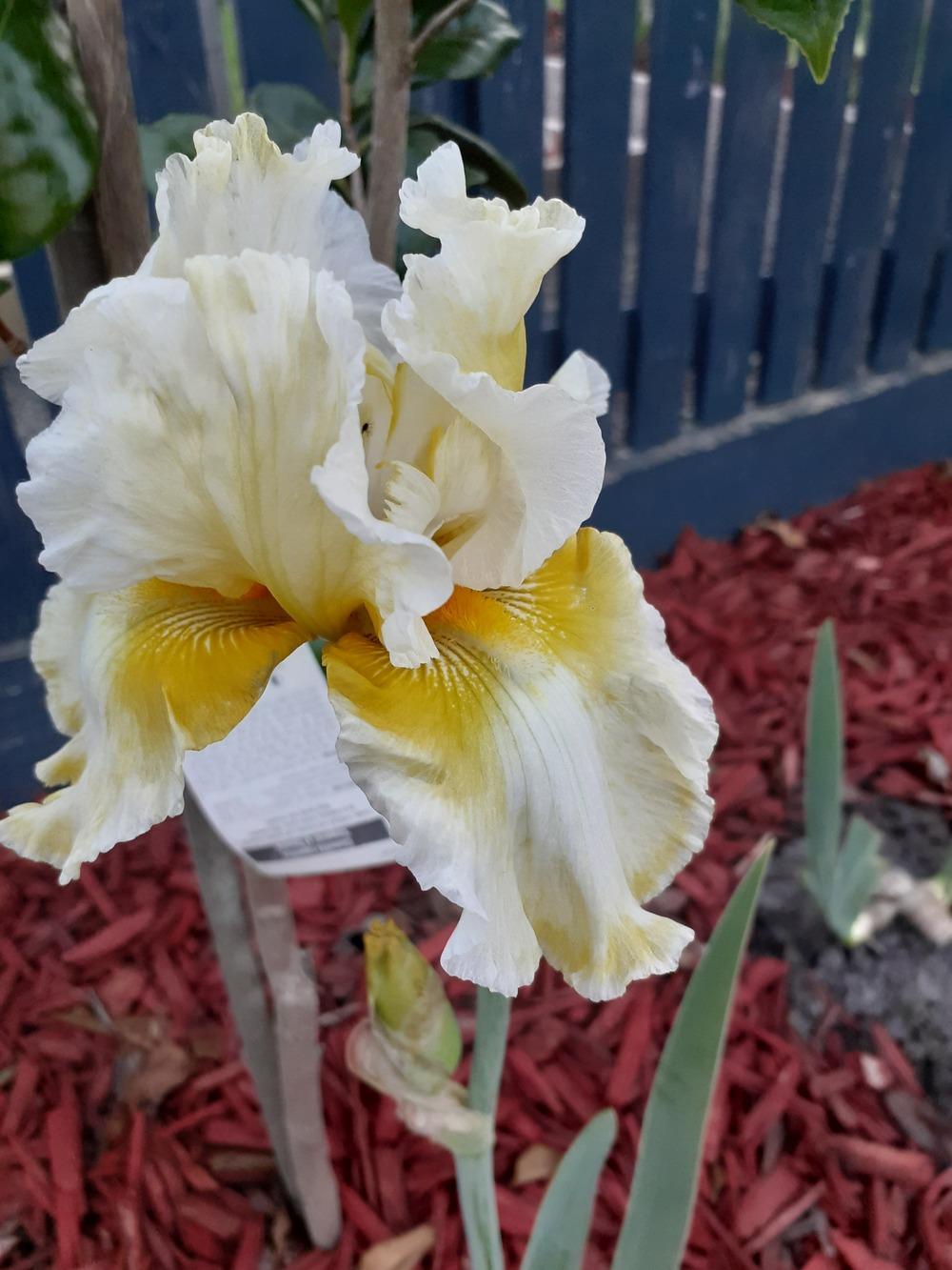 Tall Bearded Iris (Iris 'King of Diamonds') in the Irises Database ...