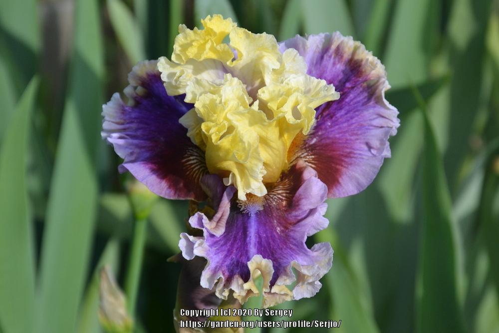 Photo of the bloom of Tall Bearded Iris (Iris 'Carnival Capers') posted ...