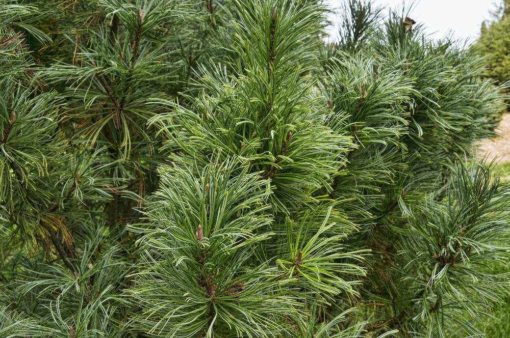 Japanese Stone Pine (Pinus pumila 'Glauca') - Garden.org