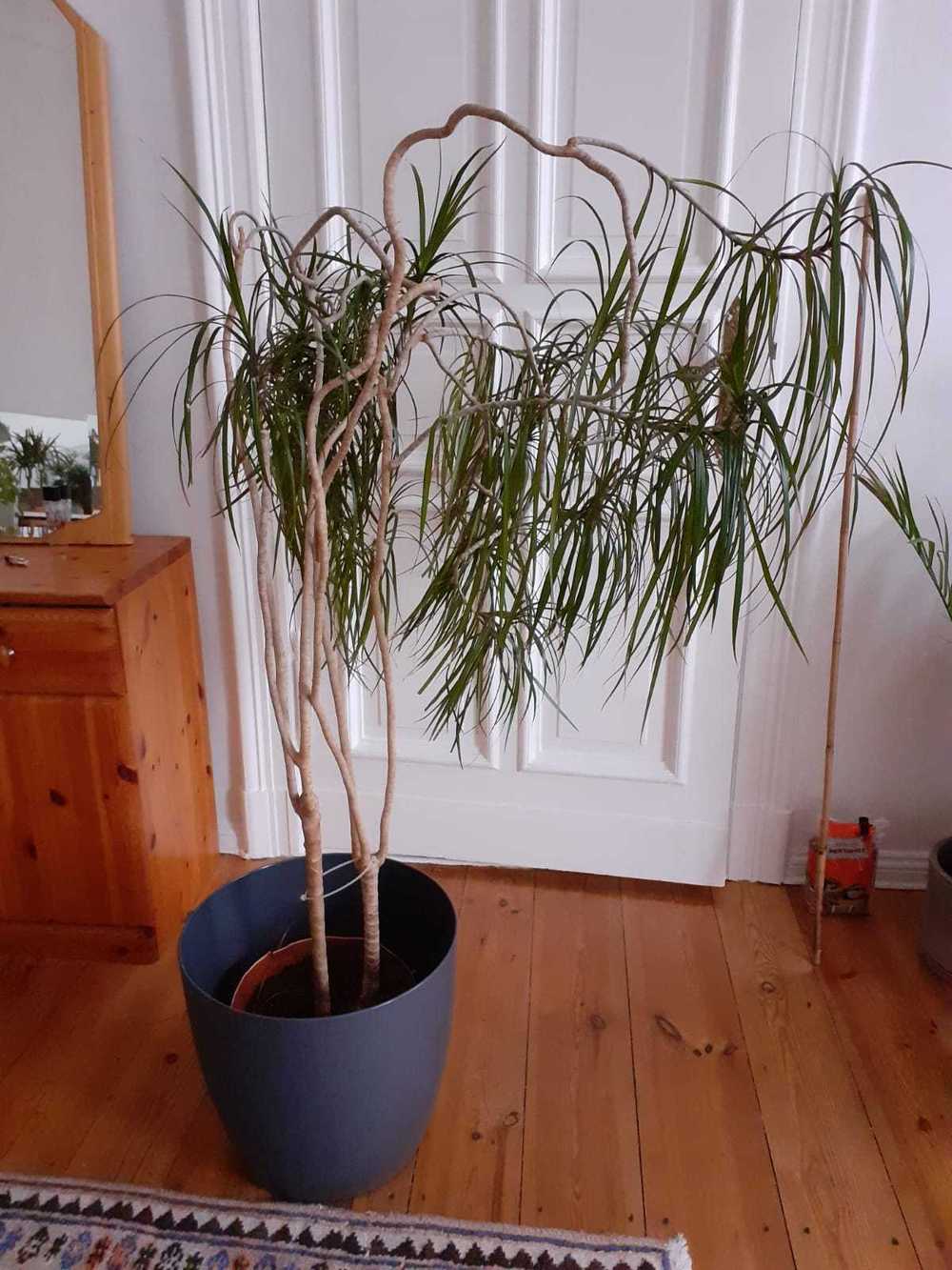 Tall, leaning, top-heavy: Dracaena marginata / Dragon tree in the Ask a ...