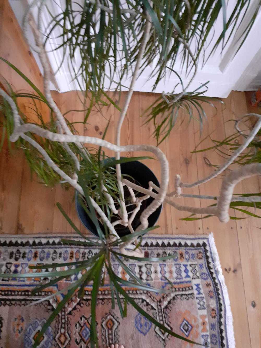 Tall, leaning, top-heavy: Dracaena marginata / Dragon tree in the Ask a ...