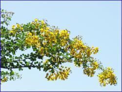 Bloodwood Tree seed propagation. in the Seeds forum - Garden.org