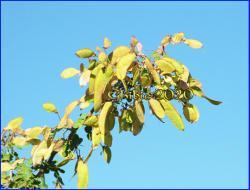 Bloodwood Tree seed propagation. in the Seeds forum - Garden.org