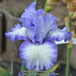 Photo of the bloom of Tall Bearded Iris (Iris 'Common Thread') posted ...