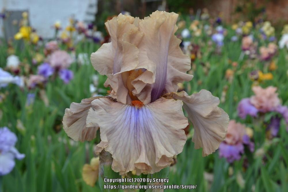 Photo of the bloom of Tall Bearded Iris (Iris 'Coffee Trader') posted ...