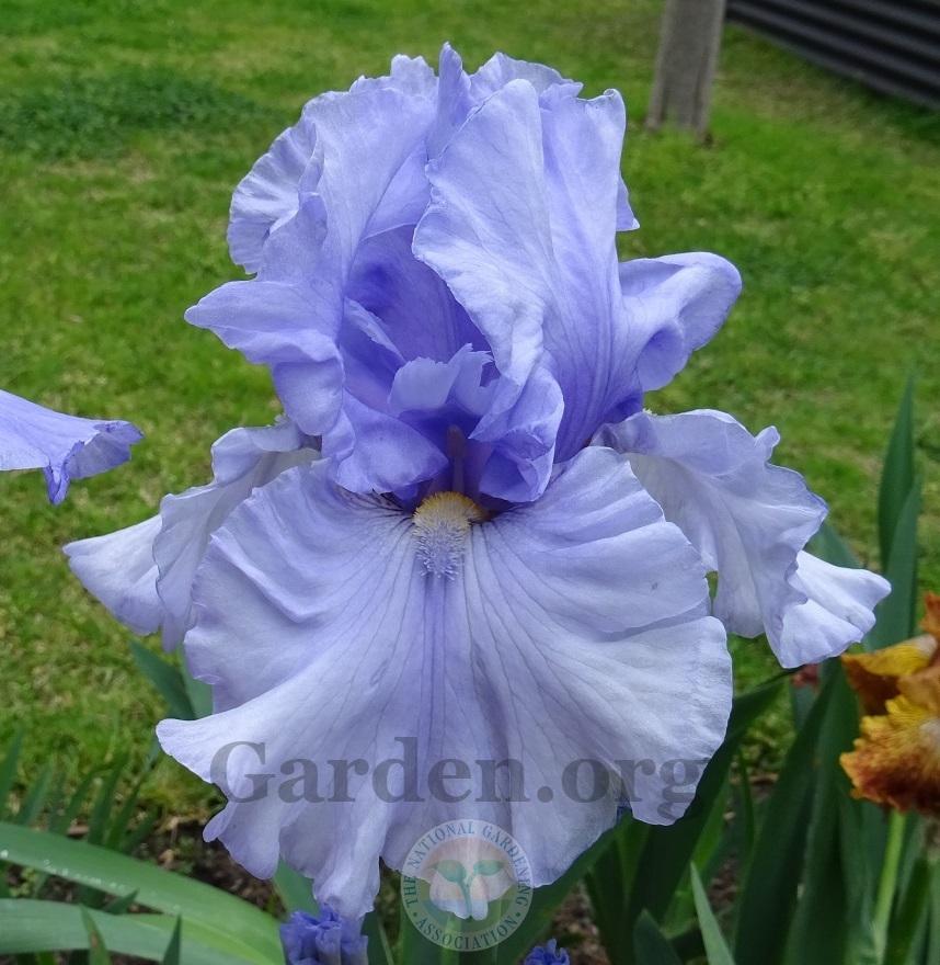 Tall Bearded Iris (Iris 'June Brazier') in the Irises Database - Garden.org