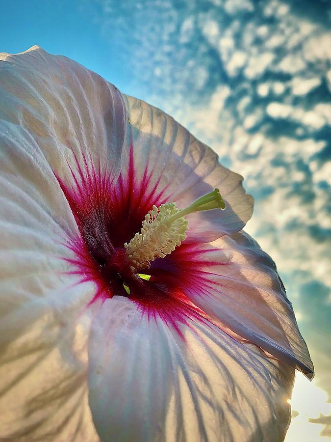 The Winners of the 2020 Garden.org Photo Contest are revealed! - Garden.org