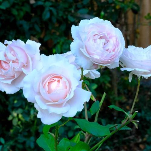 Rose (Rosa 'Constanze Mozart') in the Roses Database - Garden.org