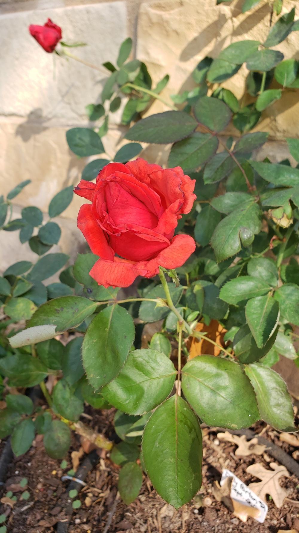 Photo of the bloom of Rose (Rosa 'Dolly Parton') posted by LindsayG ...