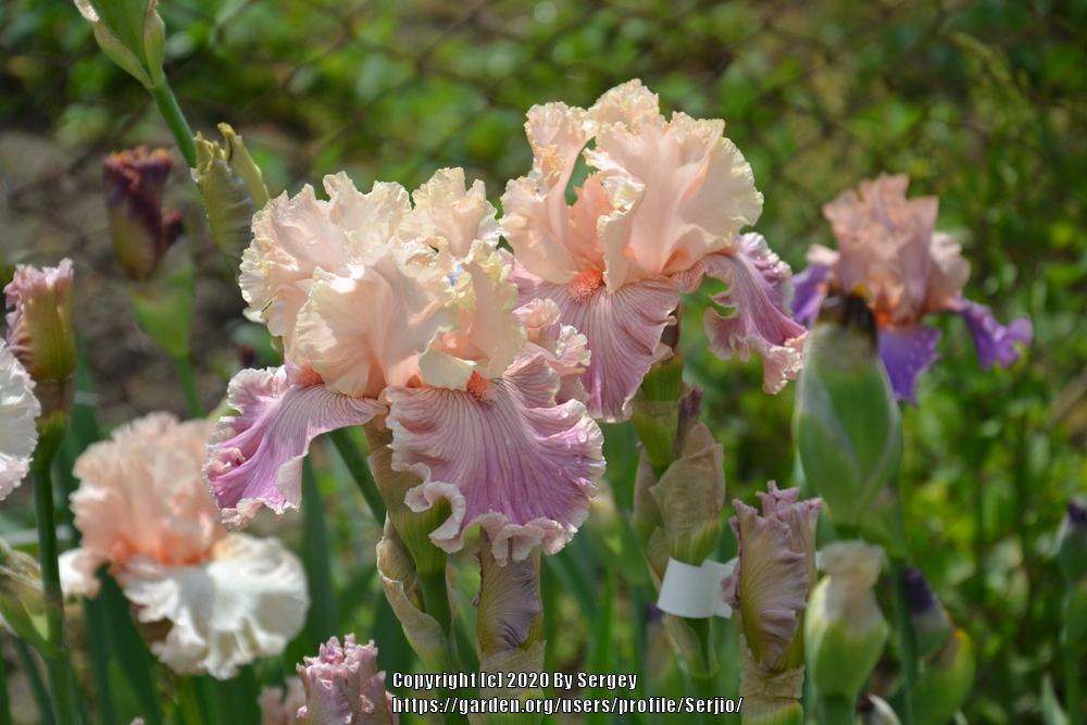Photo of the bloom of Tall Bearded Iris (Iris 'Cross My Heart') posted ...