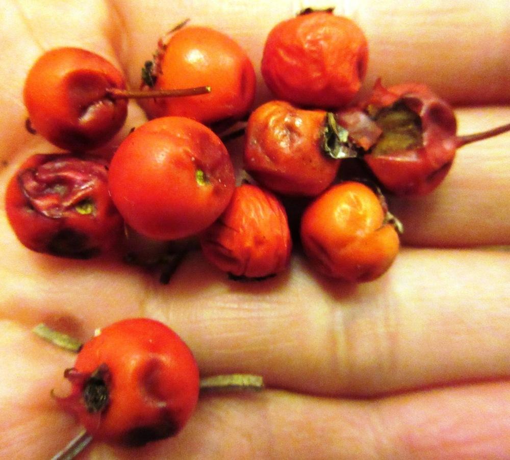 Green Hawthorn (Crataegus viridis 'Winter King') - Garden.org