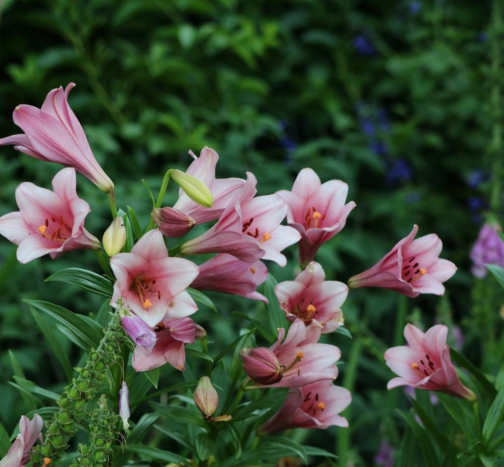 Lily (Lilium 'Casa Rosa') in the Lilies Database - Garden.org