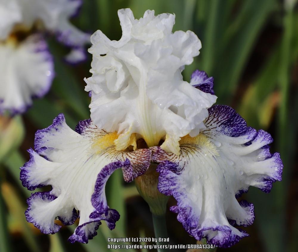Photo of the bloom of Tall Bearded Iris (Iris 'Bright and Shining Star ...