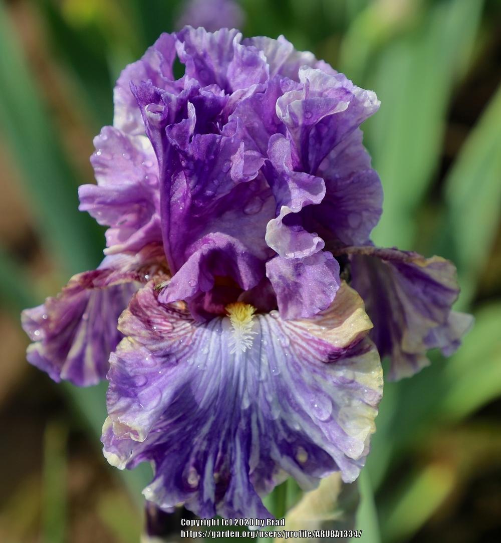 Tall Bearded Iris (Iris 'You're a Mess') in the Irises Database ...