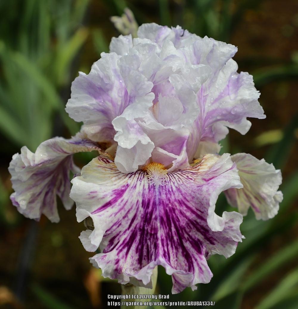 Photo of the bloom of Tall Bearded Iris (Iris 'Seek the Unique') posted ...