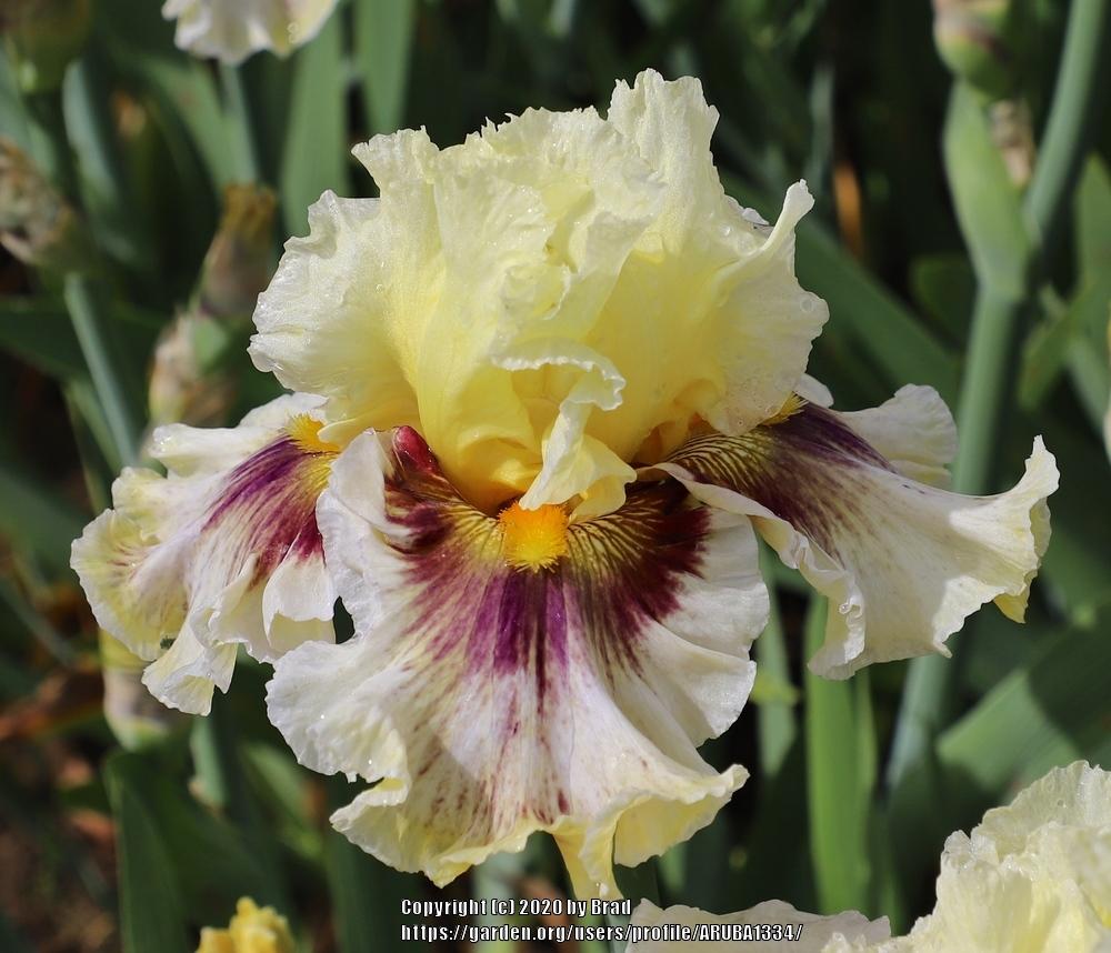 Photo of the bloom of Tall Bearded Iris (Iris 'Truth or Dare') posted ...