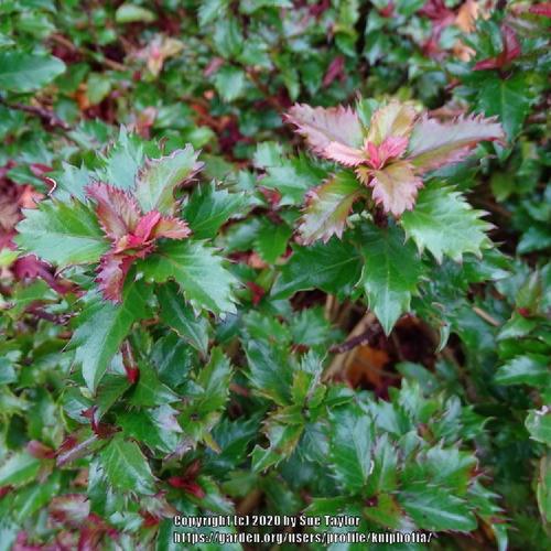 Meserve Holly (Ilex Little Rascal®) in the Ilex Database - Garden.org