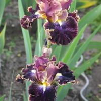 Photo of the bloom of Tall Bearded Iris (Iris 'Exploding Galaxy ...